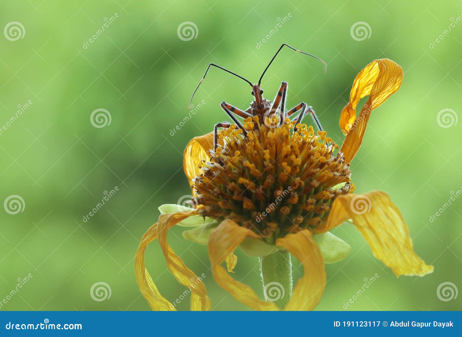 Bug on Flower stock image. Image of fast, tendril, flower - 191123117