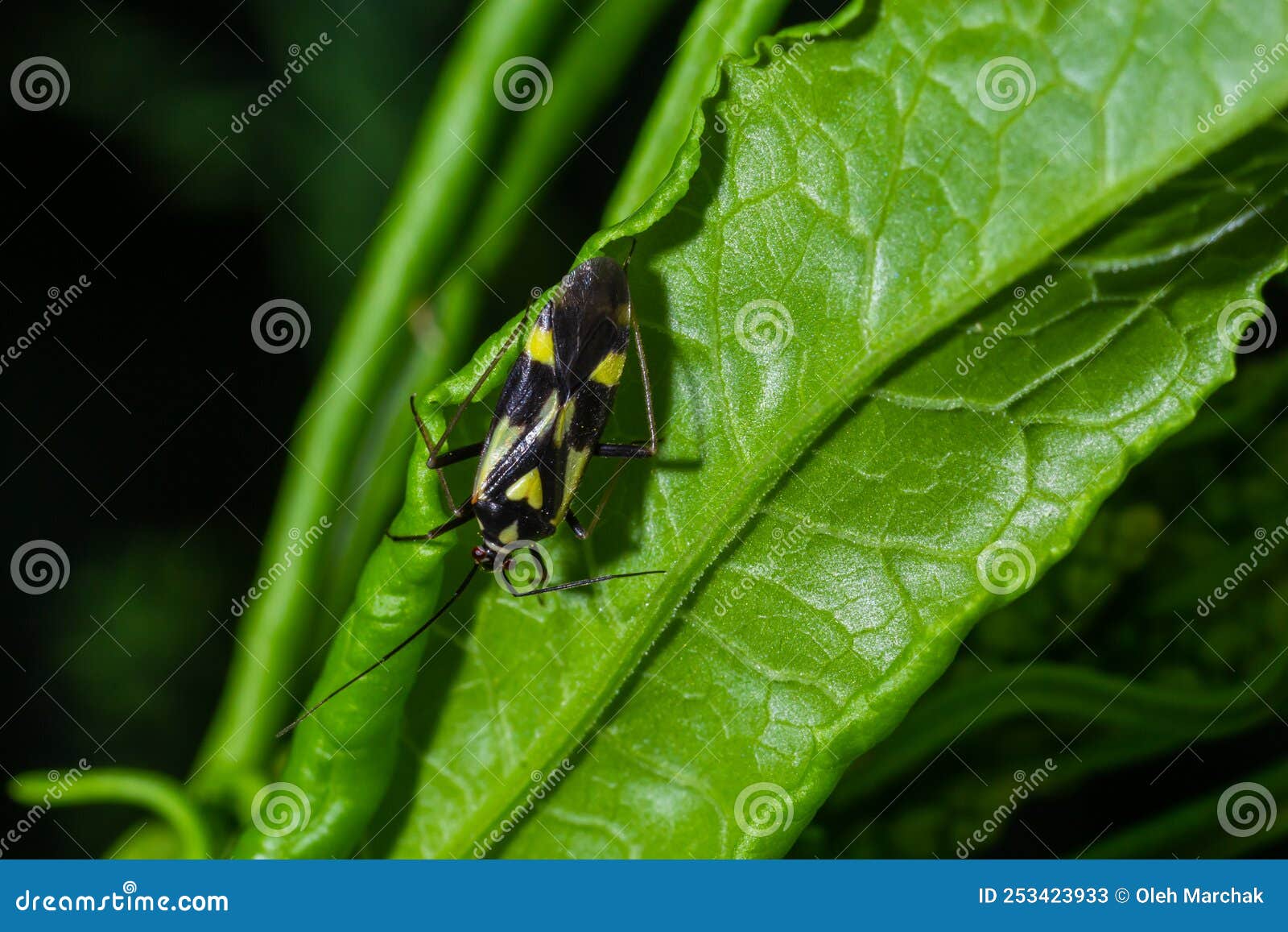 Bug Form the Family Miridae on Plant Leaf. in the Forest on a Summer ...
