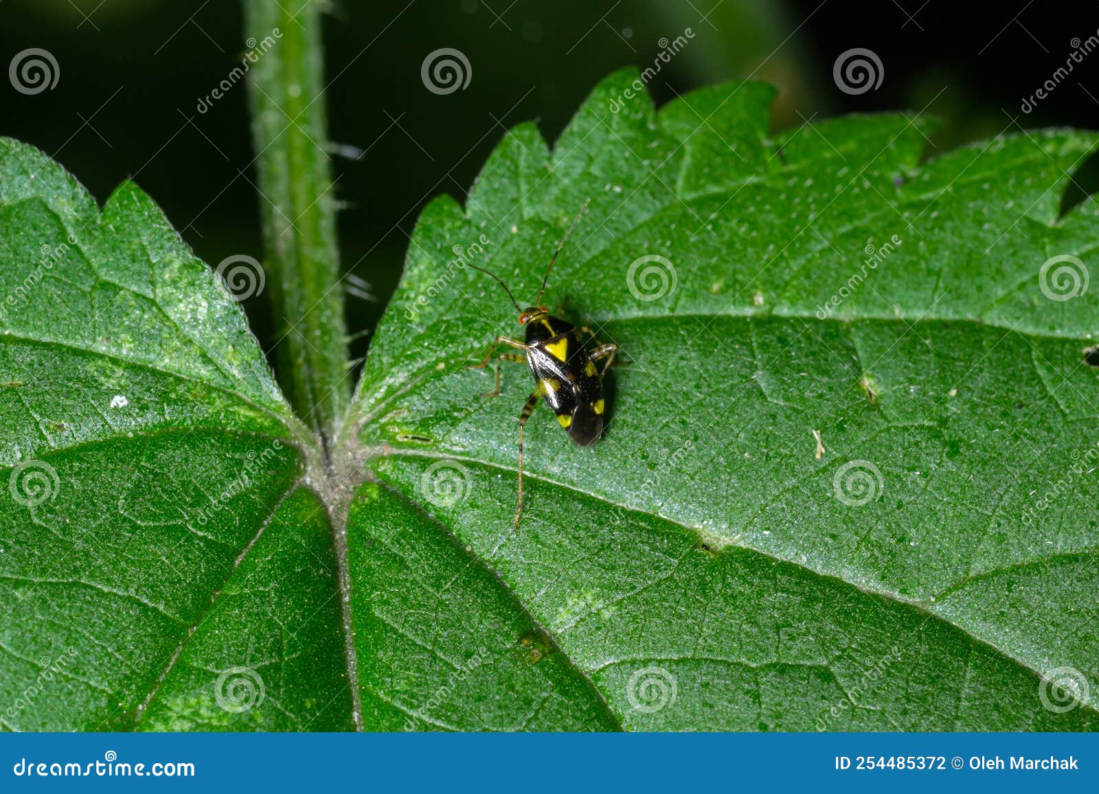 Bug Form the Family Miridae on Plant Leaf. in the Forest on a Summer ...