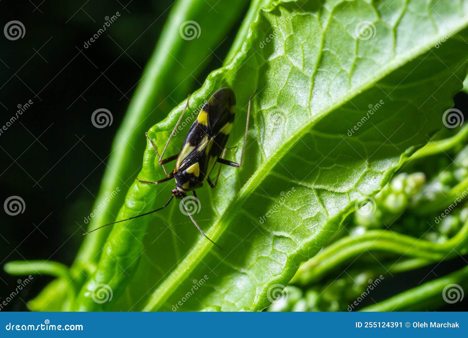 Bug Form the Family Miridae on Plant Leaf. in the Forest on a Summer ...