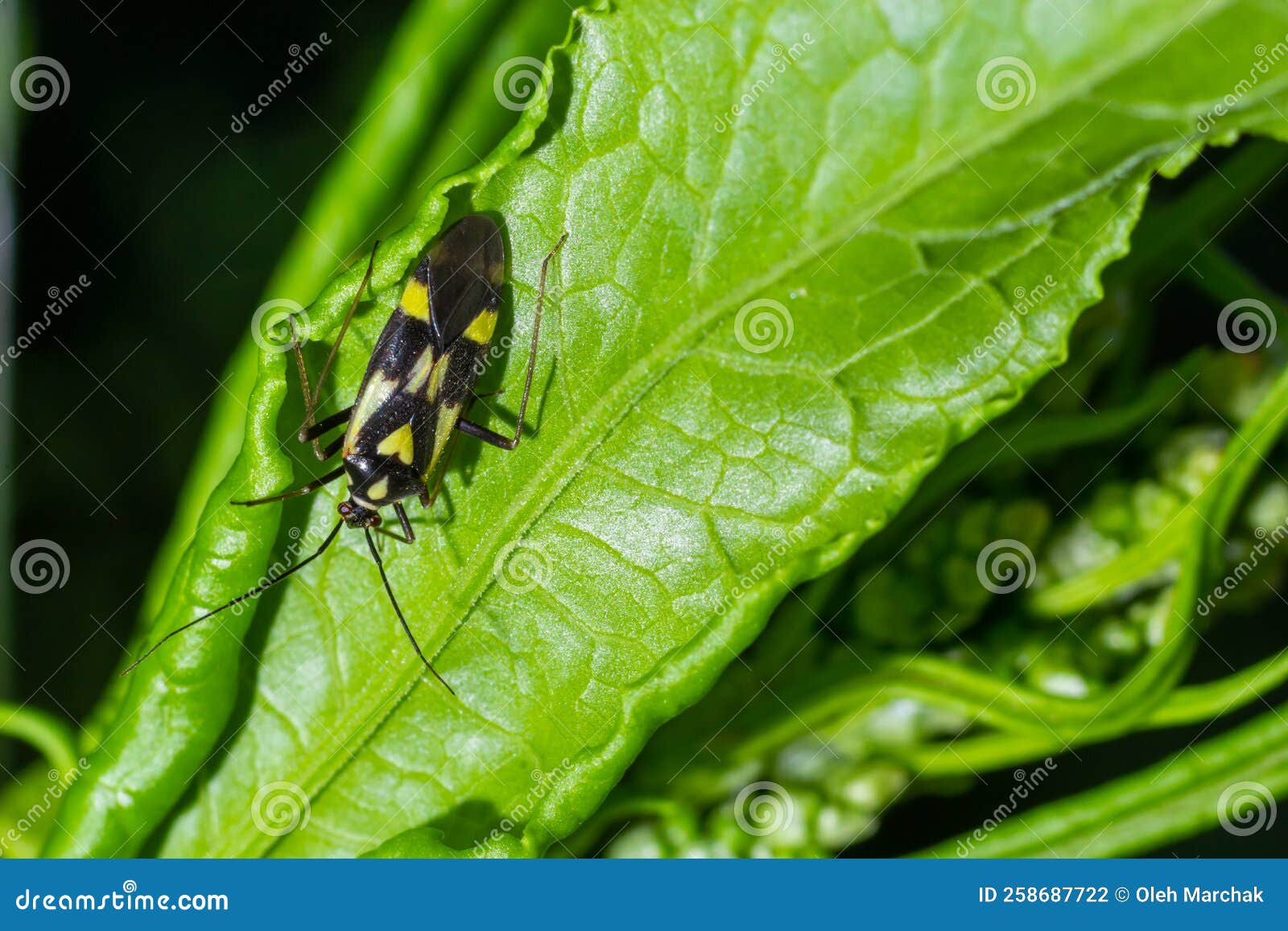 Bug Form the Family Miridae on Plant Leaf. in the Forest on a Summer ...