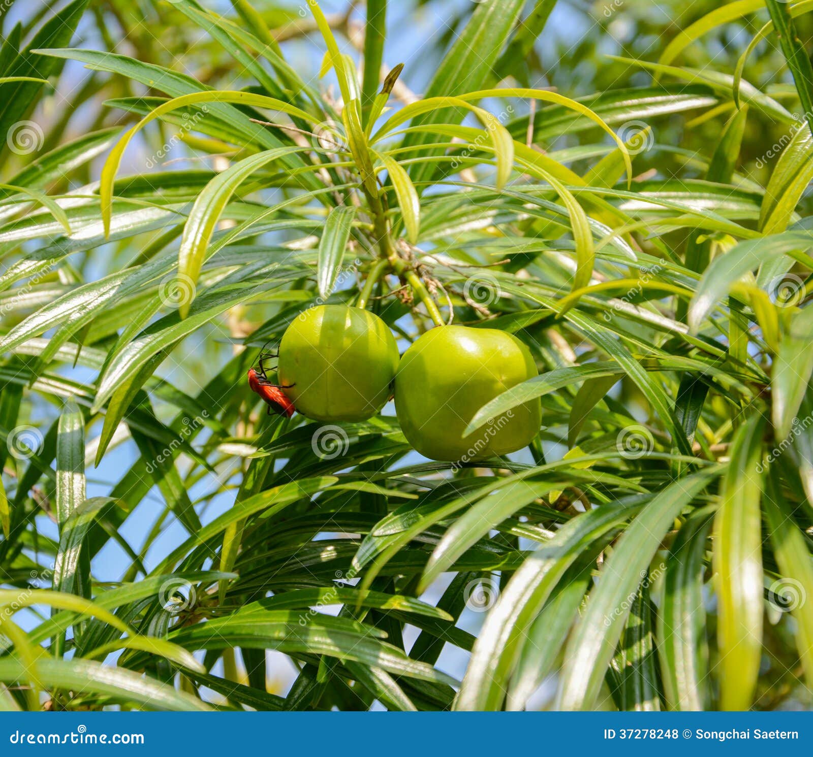 Bug and fruit stock photo. Image of wild, blue, wildlife - 37278248