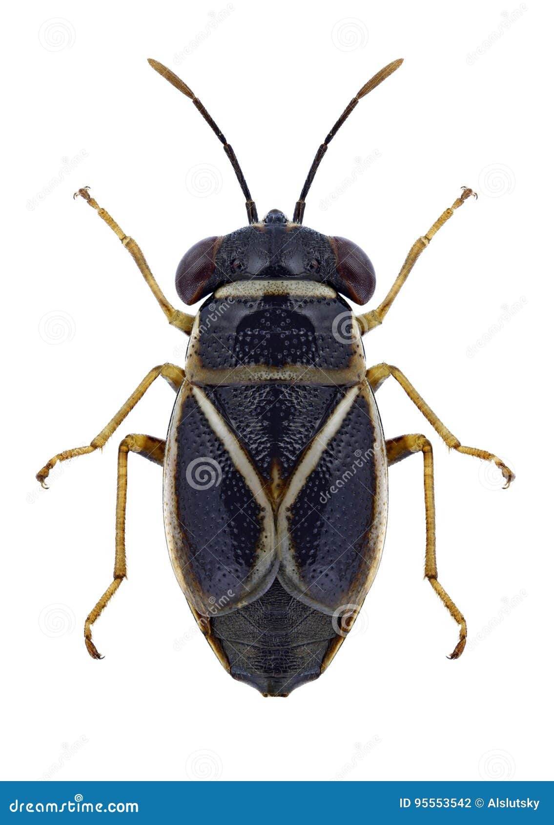 Bug Geocoris Stock Photos - Free & Royalty-Free Stock Photos from ...