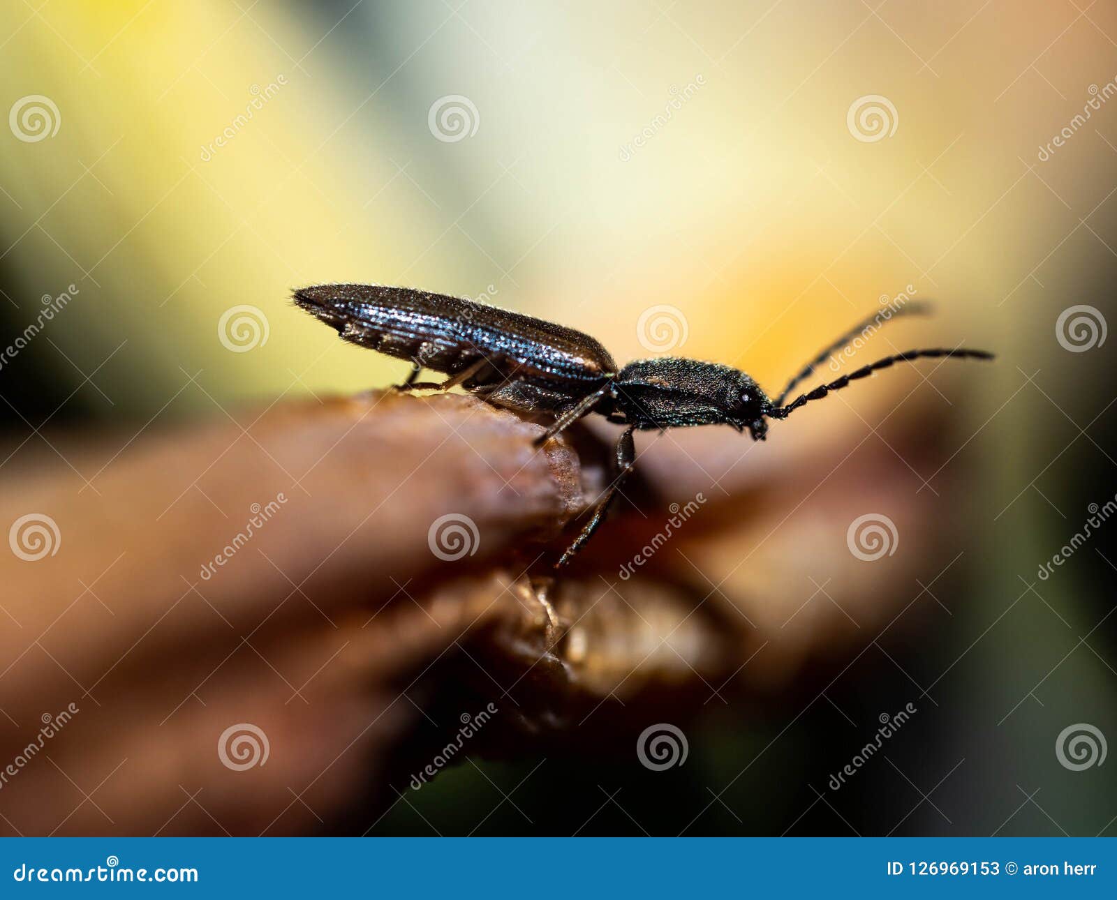 Bug stock image. Image of germany, olympus, macrophotograph - 126969153
