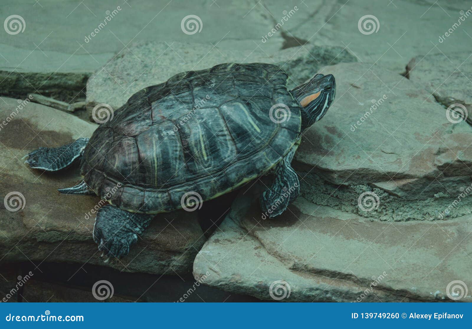 The Turtle Floating in the Water Stock Photo - Image of water, floating ...