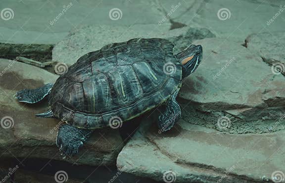 The Turtle Floating in the Water Stock Photo - Image of water, floating ...