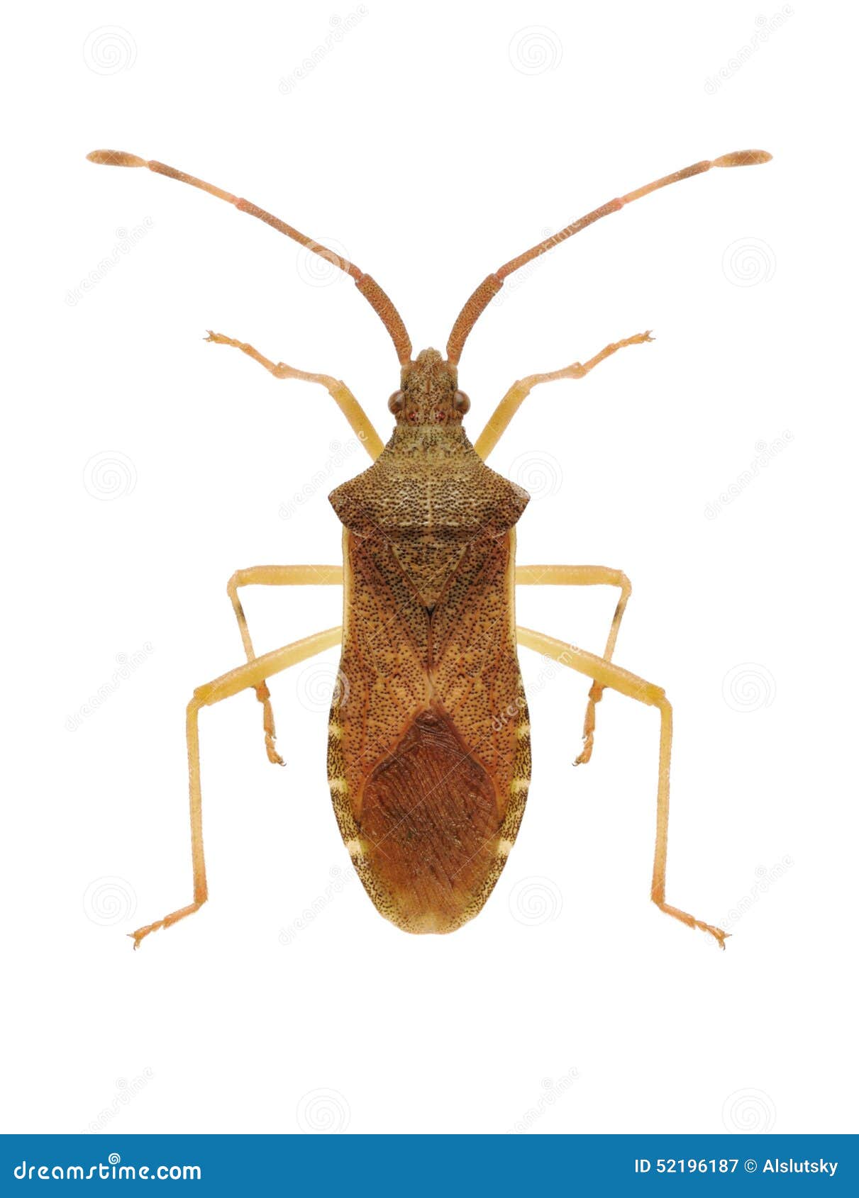 Bug Gonocerus Acuteangulatus Stock Image - Image of wildlife, spotted ...