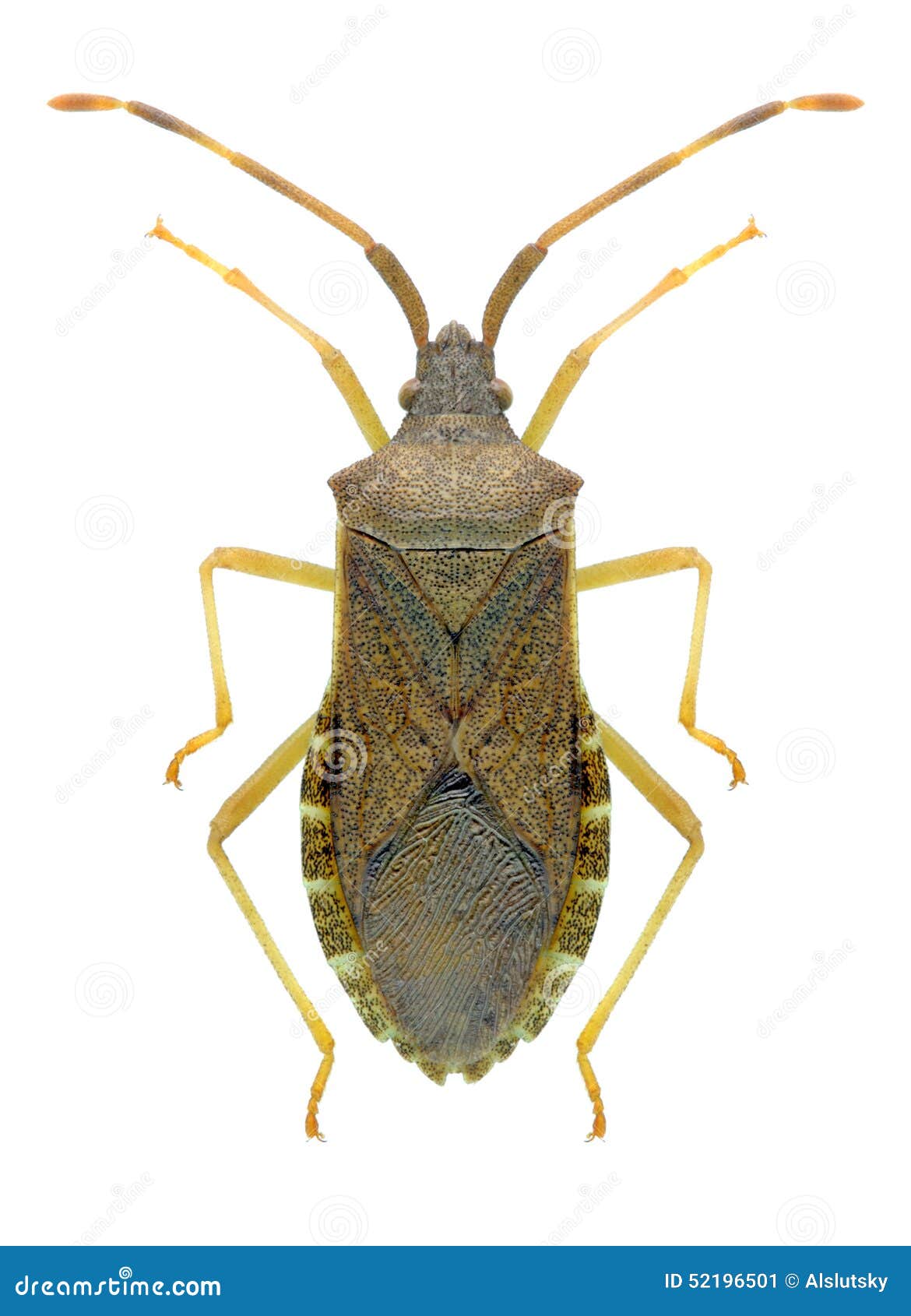 Gonocerus Acuteangulatus Is A Herbivorous Species Of True Bug In The ...