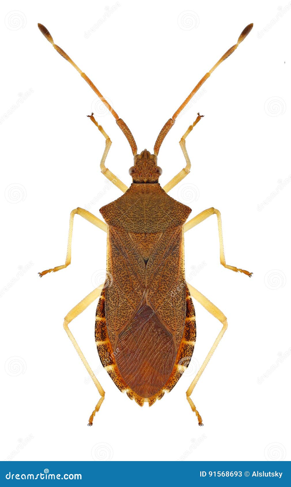 Gonocerus Acuteangulatus Is A Herbivorous Species Of True Bug In The ...