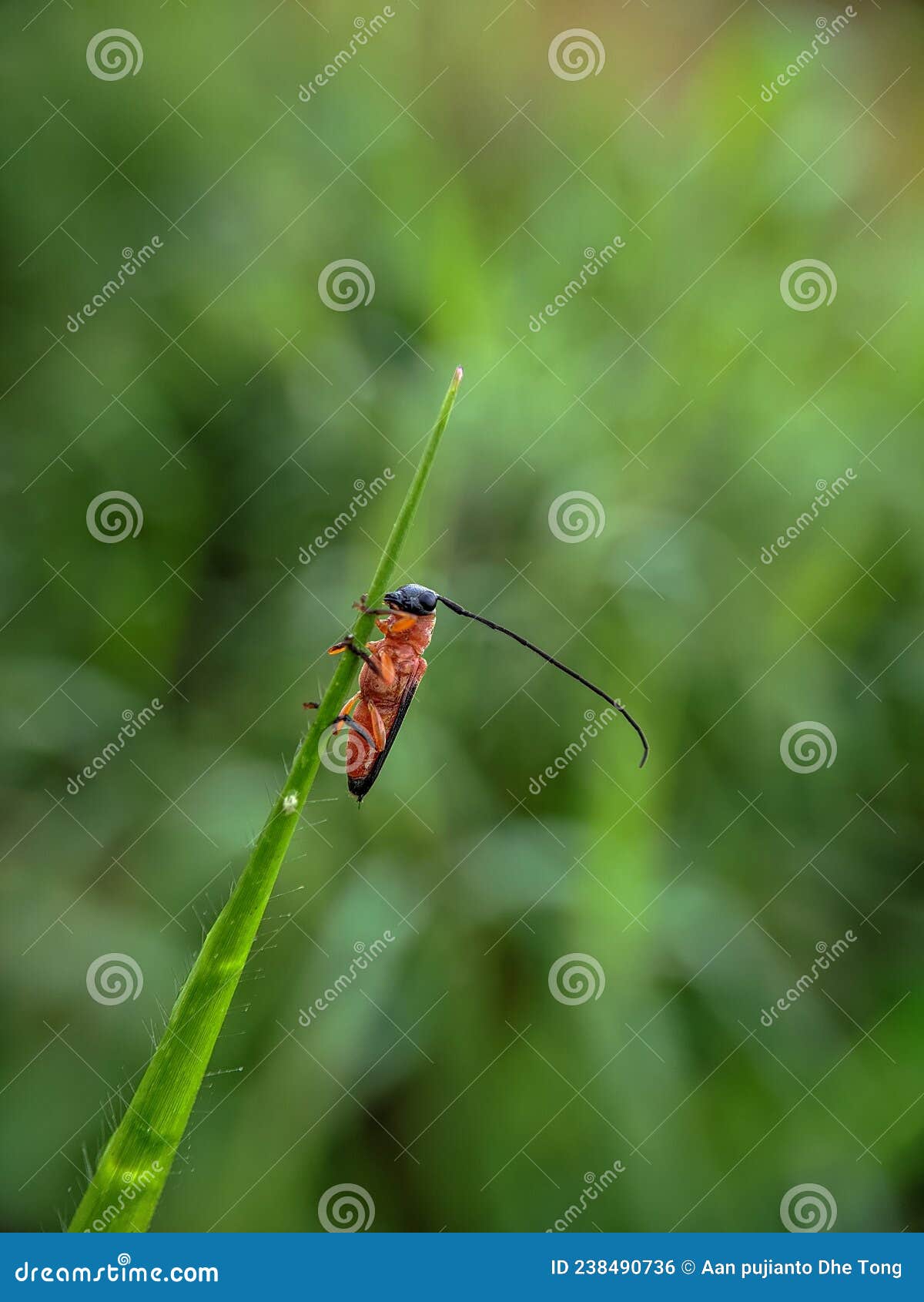 Dry Grass And Insects Stock Photography | CartoonDealer.com #85746140