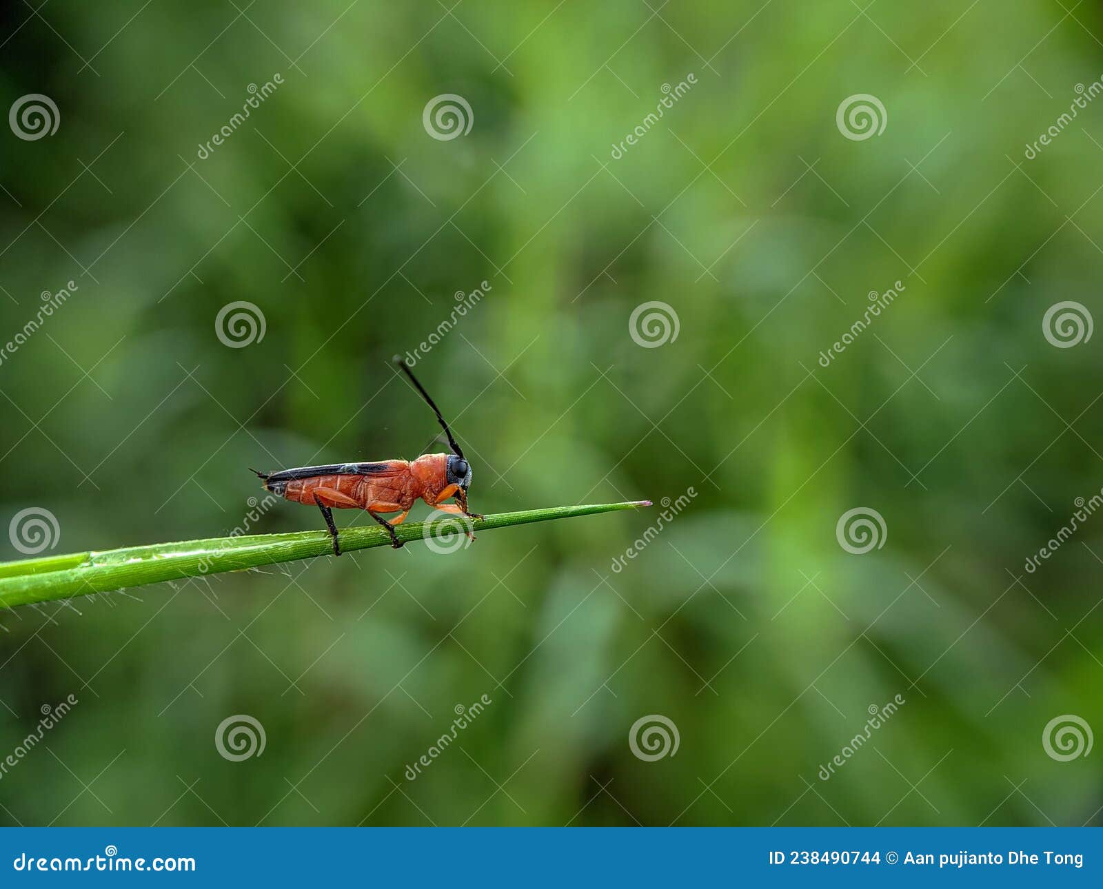 Dry Grass And Insects Stock Photography | CartoonDealer.com #85746140