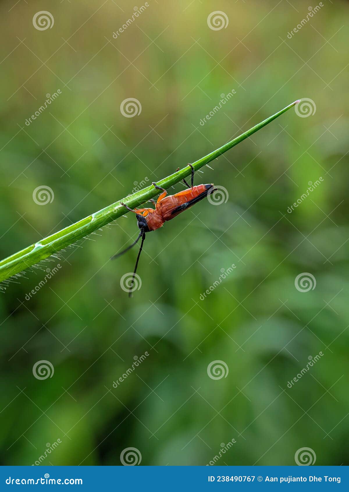 Dry Grass And Insects Stock Photography | CartoonDealer.com #85746140
