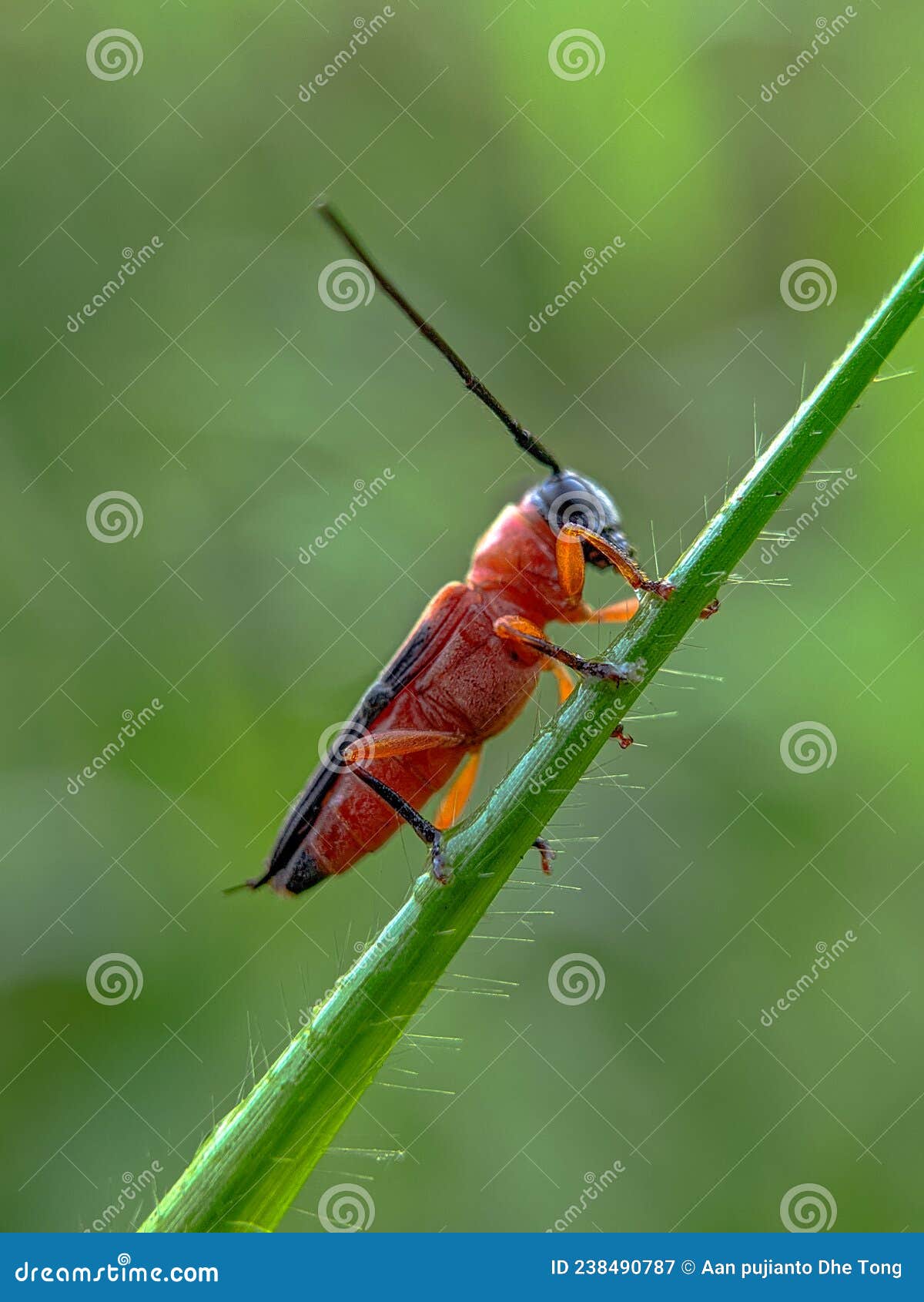 Dry Grass And Insects Stock Photography | CartoonDealer.com #85746140
