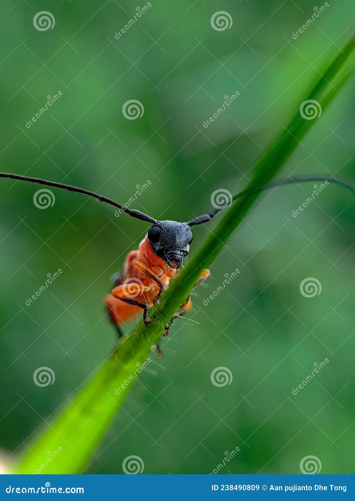 Dry Grass And Insects Stock Photography | CartoonDealer.com #85746140