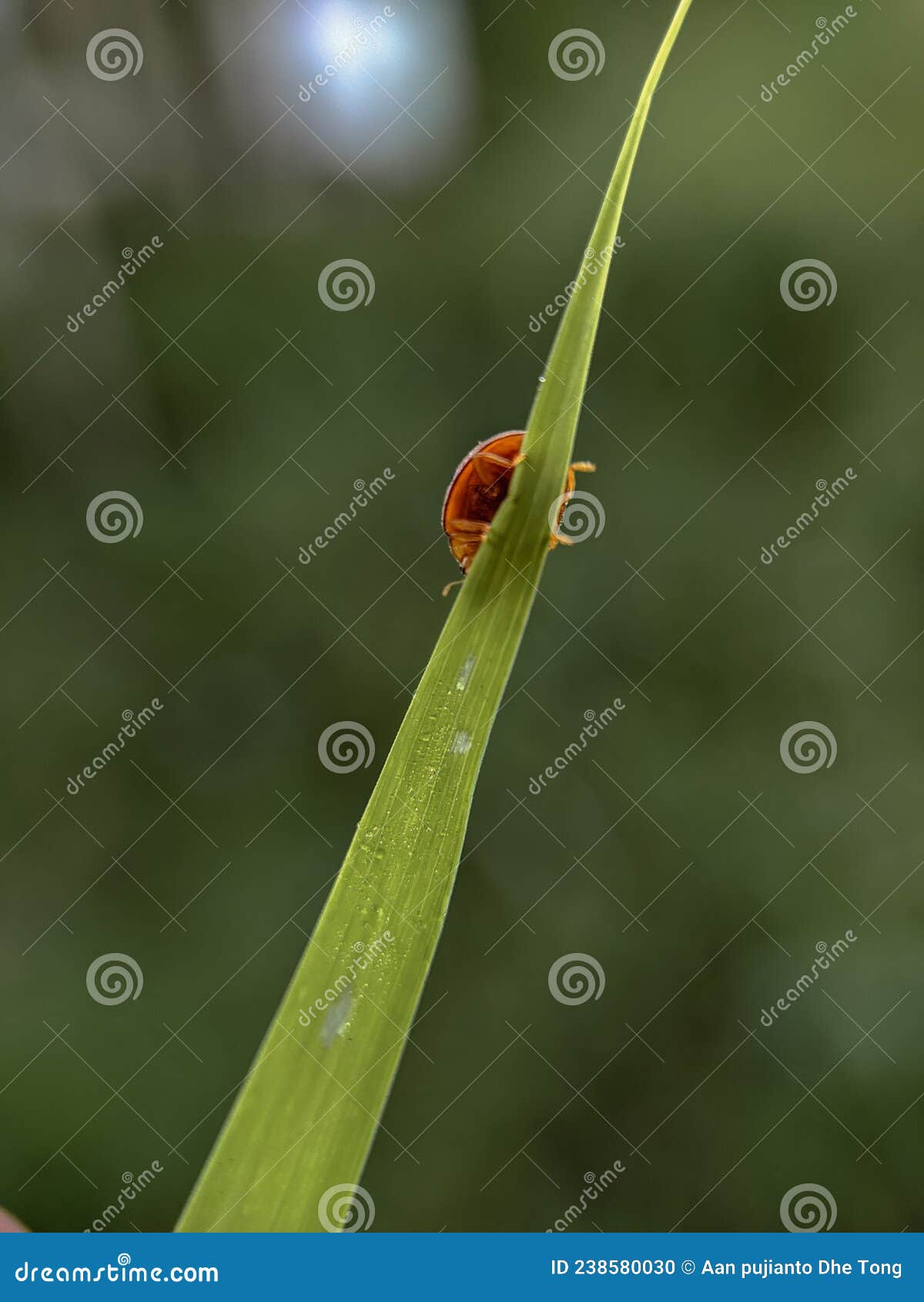 Bug on the Grass. Insects, Animals, Macro Photography Stock Photo ...