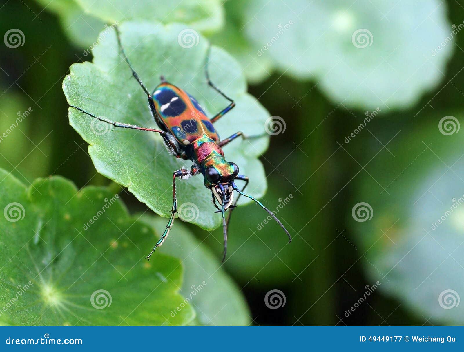Bug and grass stock image. Image of plant, garden, wildlife - 49449177