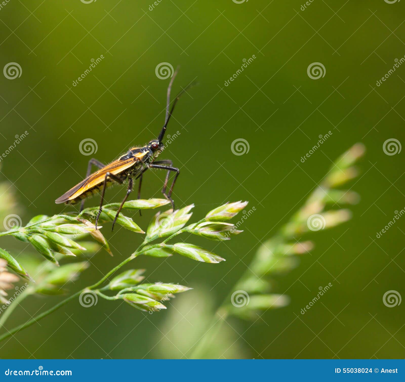 Bug on grass stock photo. Image of yellow, insect, nature - 55038024