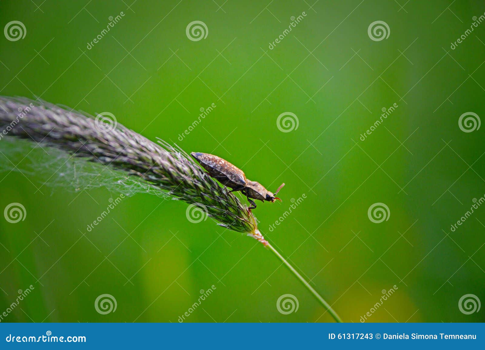 Bug on grass thread stock image. Image of pest, outdoor - 61317243