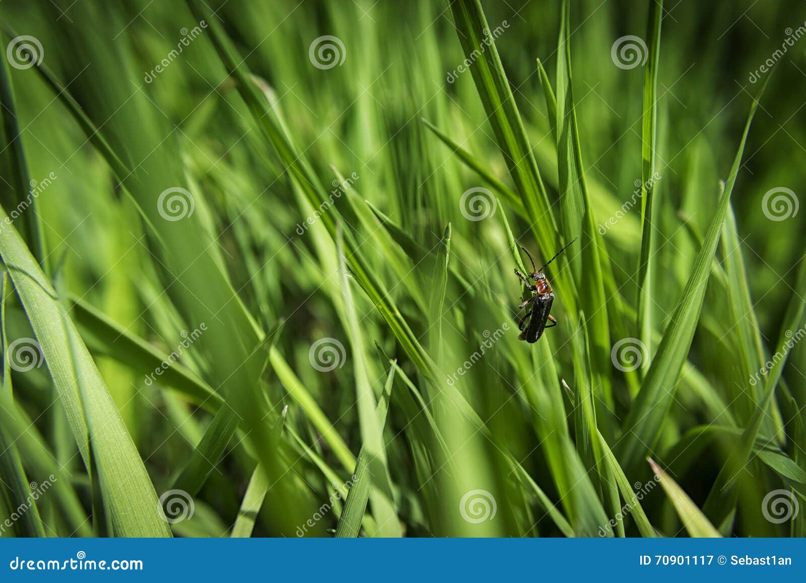 Bug on Green Grass stock image. Image of garden, antenna - 70901117