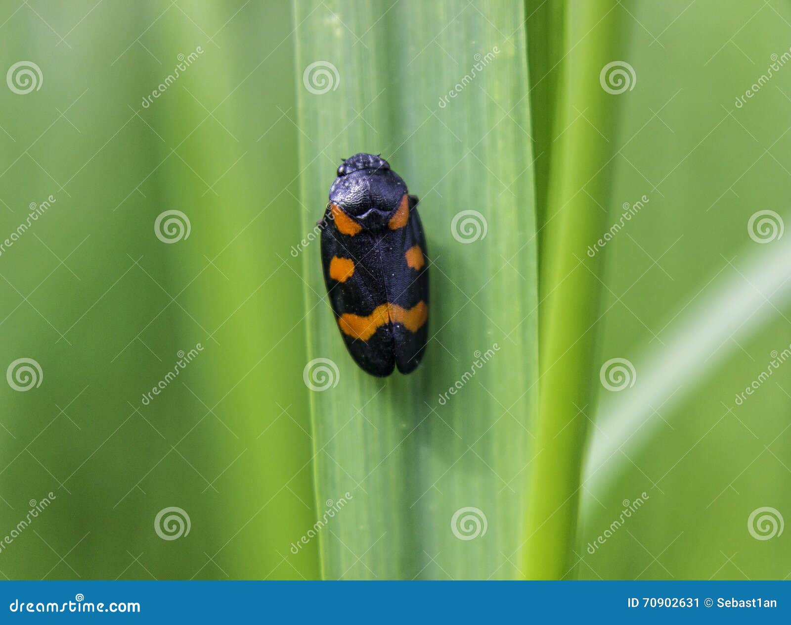 Bug on Green Grass stock image. Image of beetle, black - 70902631 Bug on Green Grass stock image. Image of beetle, black - 70902631