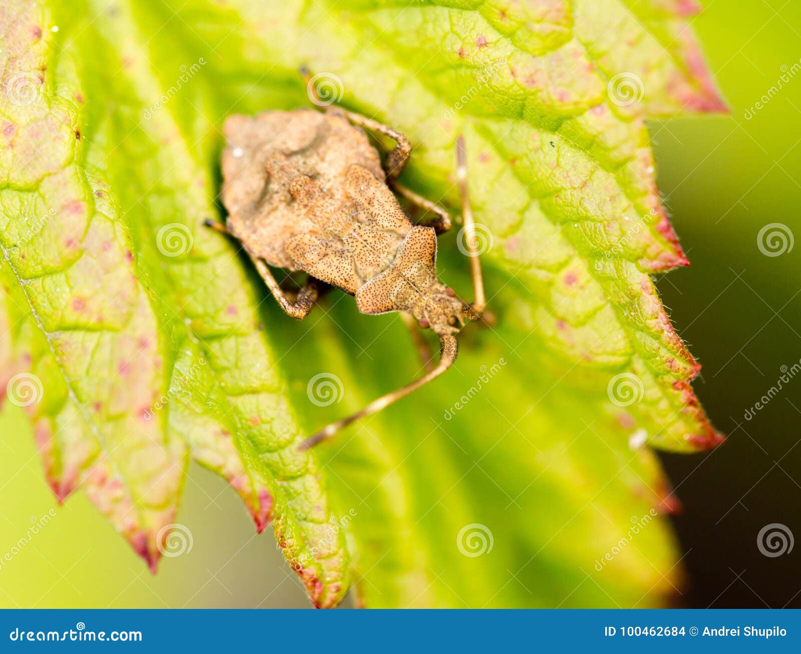 Bug Bug on a Green Leaf in Nature Stock Photo - Image of flora, wild ...