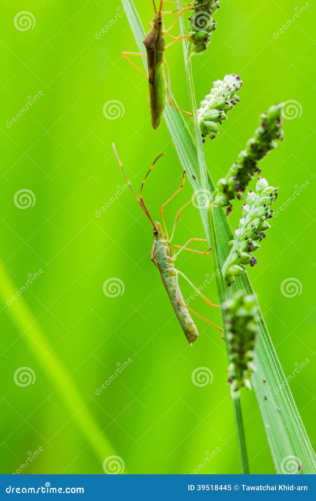 Bug stock image. Image of thai, animal, beetle, arthropod - 39518445