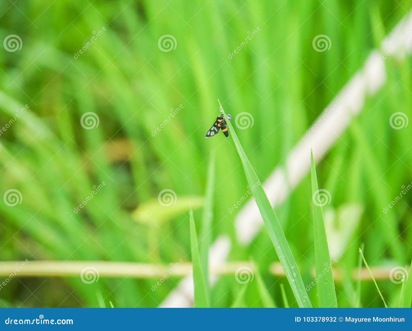 Bug on Green Rice Plant in Field Stock Photo - Image of environment ...