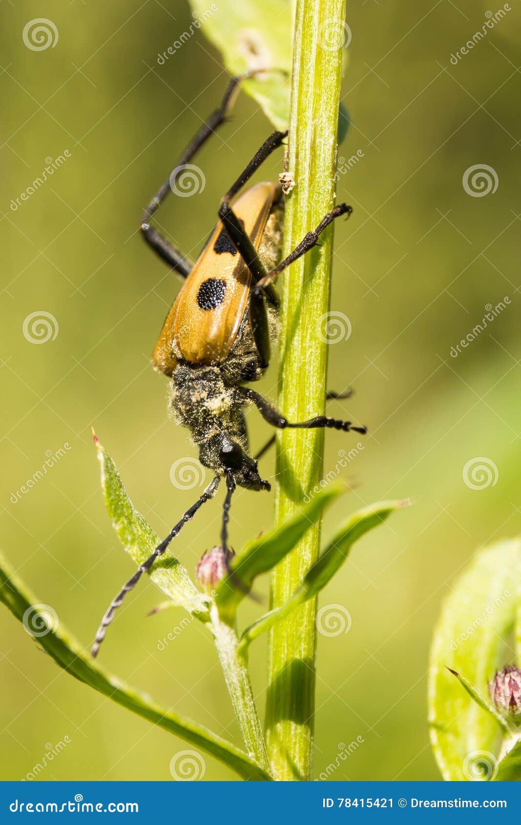 The bug on the green stalk stock image. Image of insects - 78415421