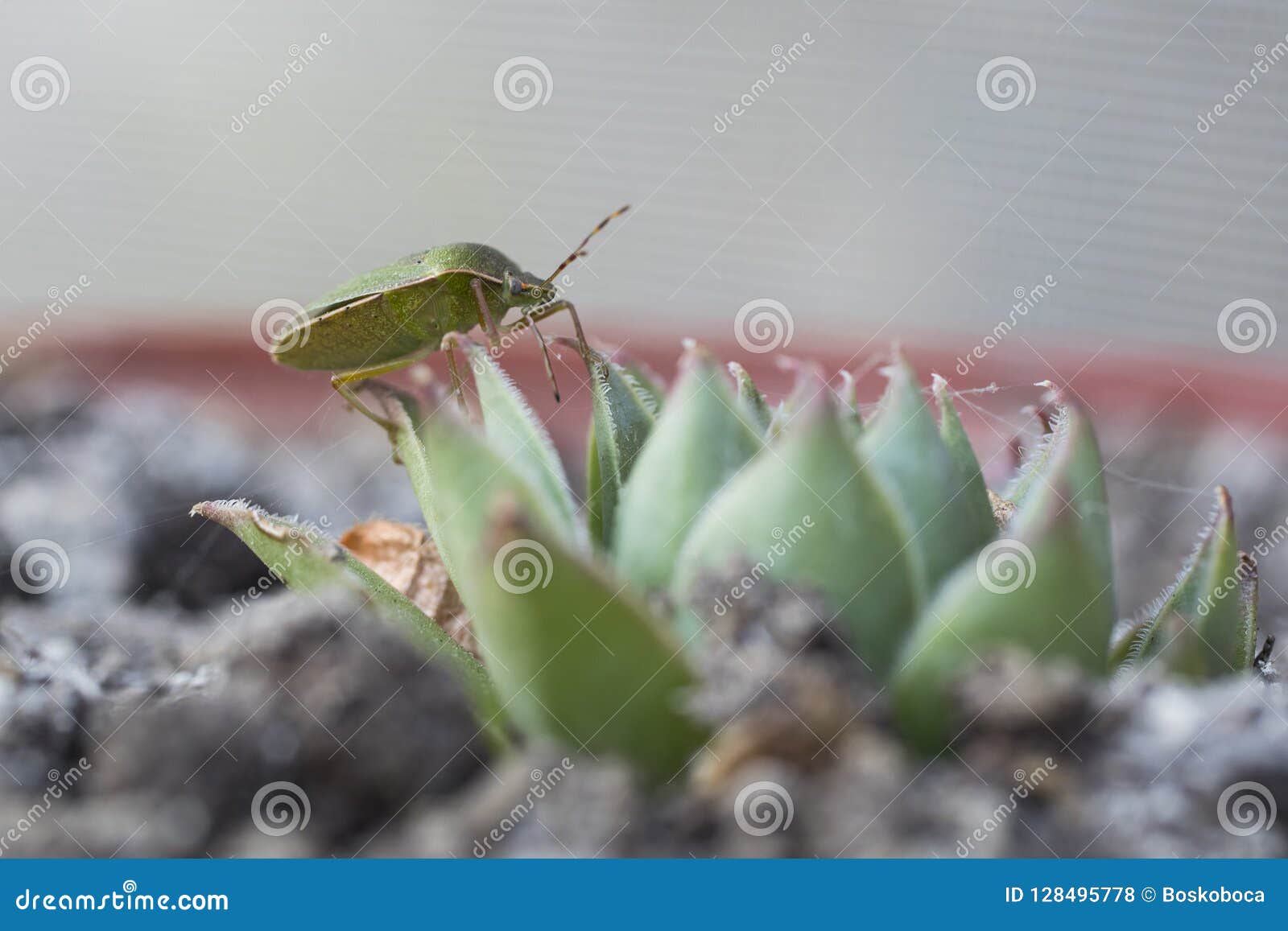 Green tree shield stock photo. Image of garden, adult - 128495778