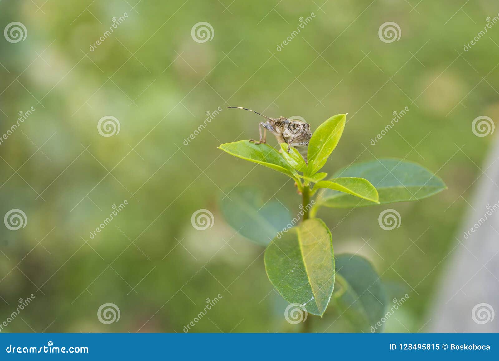 Green tree shield stock image. Image of beautiful, prasina - 128495815