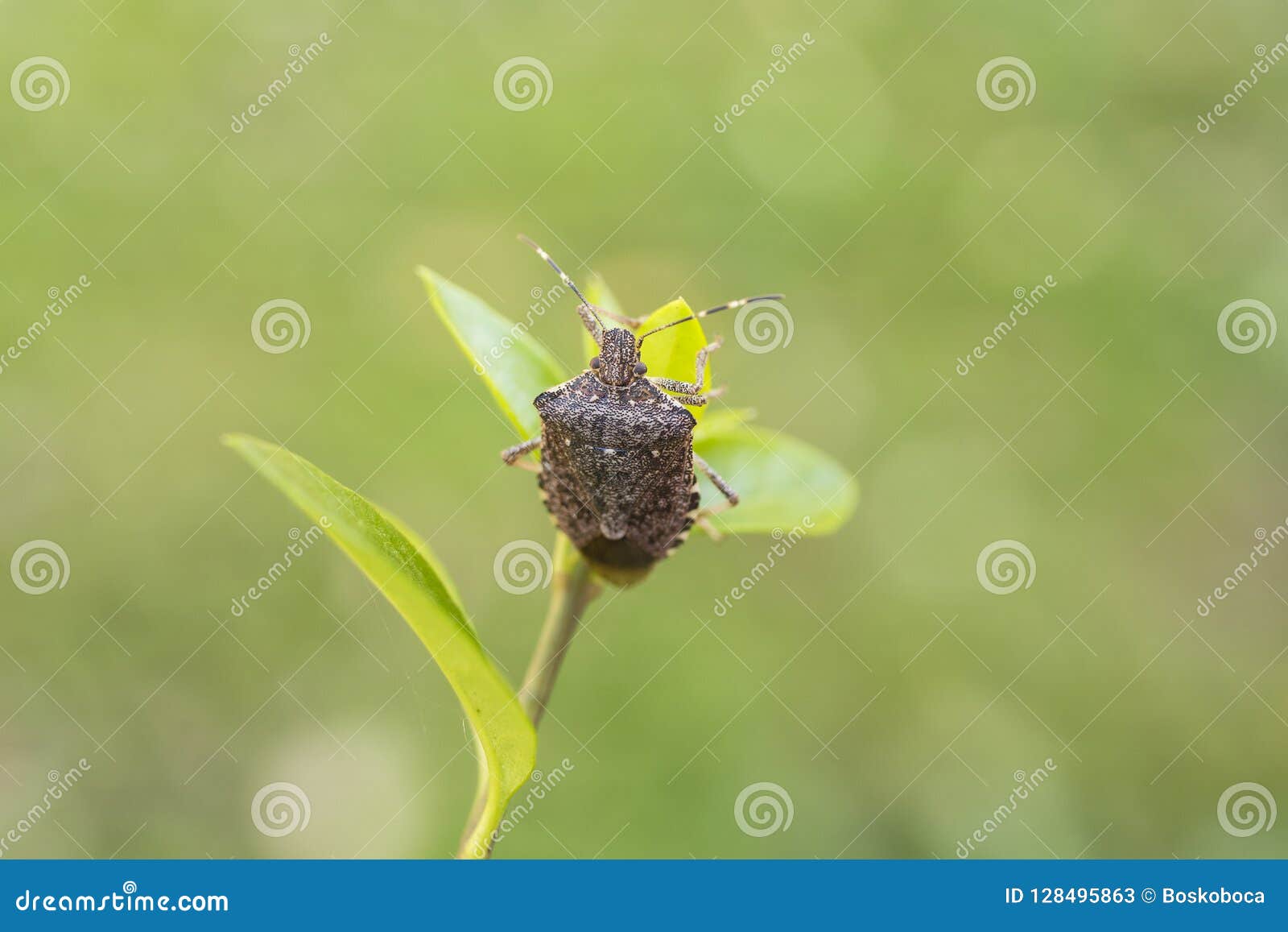 Green tree shield stock image. Image of fauna, tree - 128495863