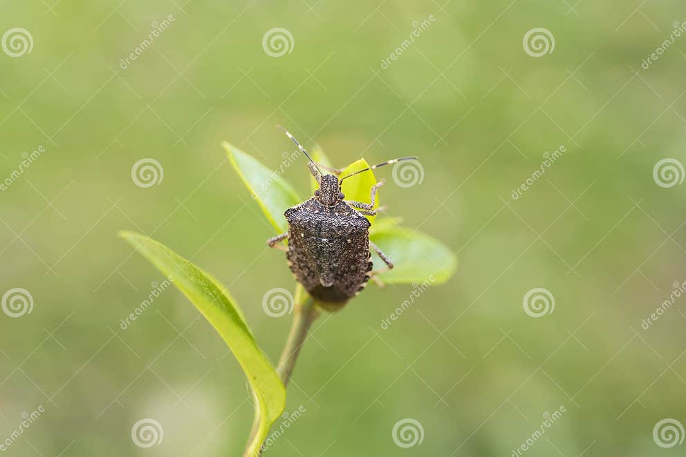 Green tree shield stock image. Image of fauna, tree - 128495863