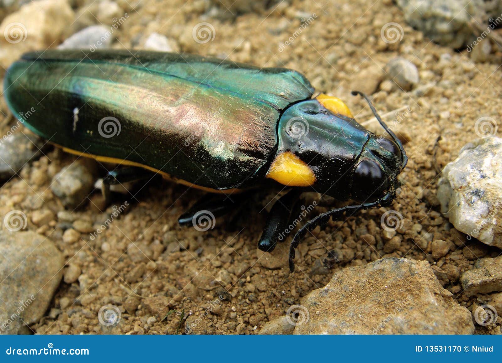 Bug on the ground stock photo. Image of worm, dirty, nature - 13531170