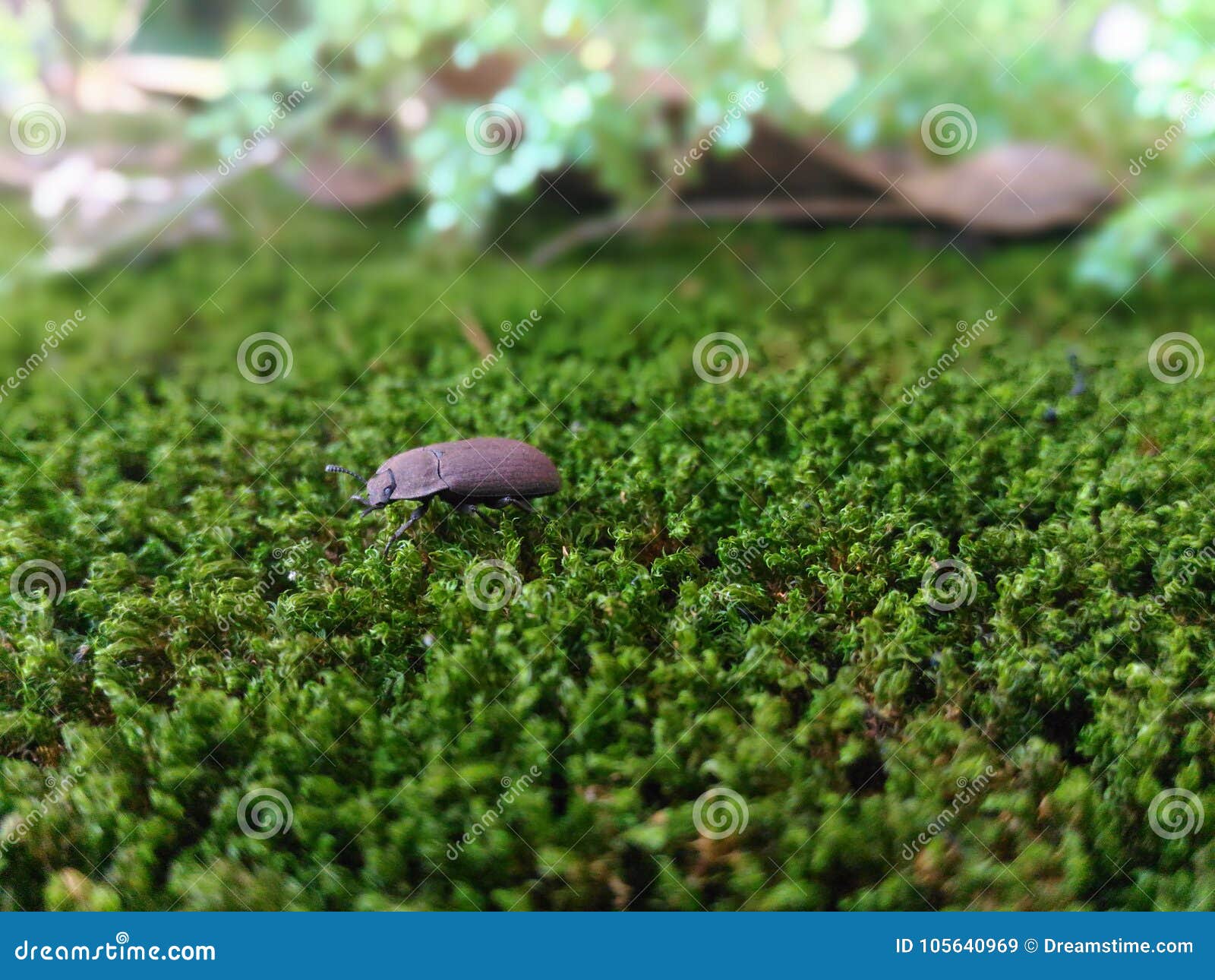 Bug Ground Late Evening Nature Photography Stock Image - Image of late ...