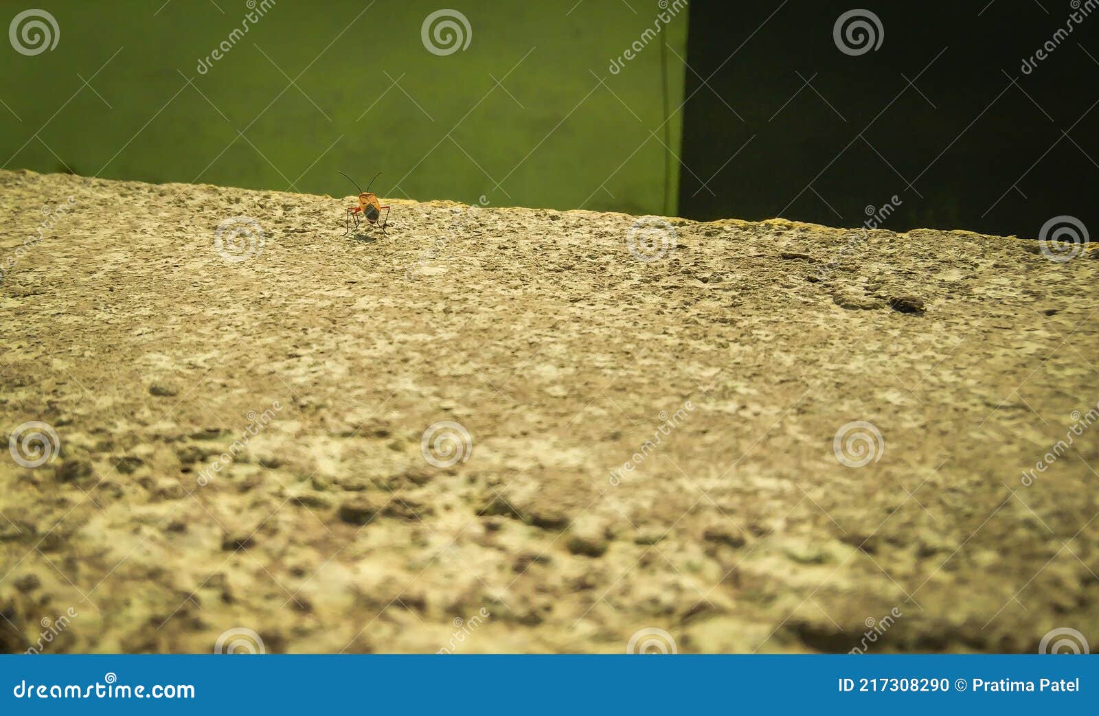 Bug on the Ground, Little Insect Photography Stock Photo - Image of ...