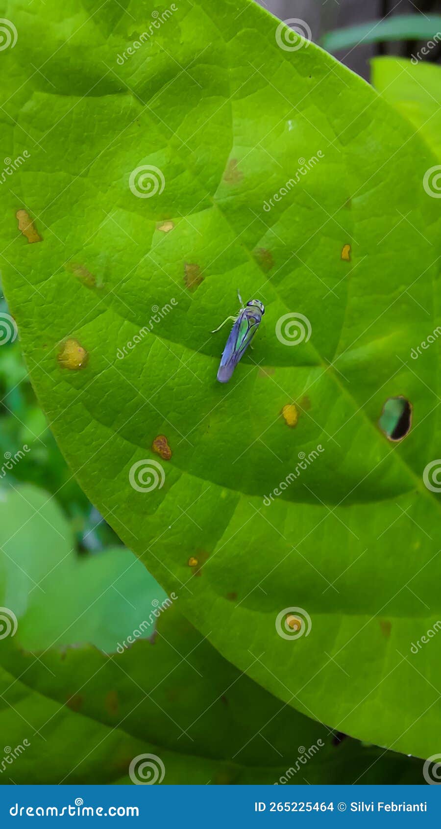 Bug in Guava Tree stock photo. Image of fruit, foliage - 265225464