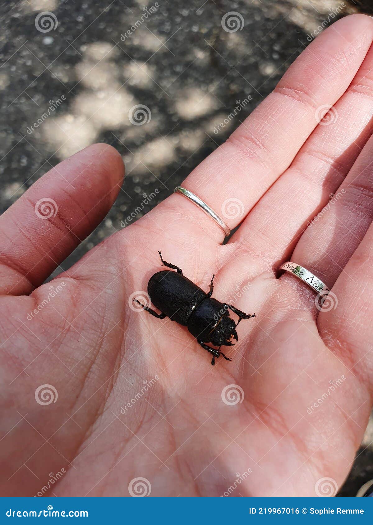 Bug in the Hand stock photo. Image of ring, finger, hand - 219967016