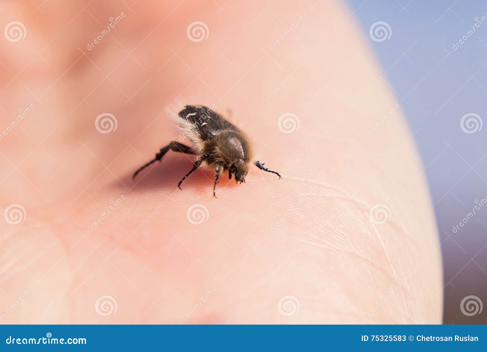 Bug and hand stock image. Image of closeup, brown, insect - 75325583