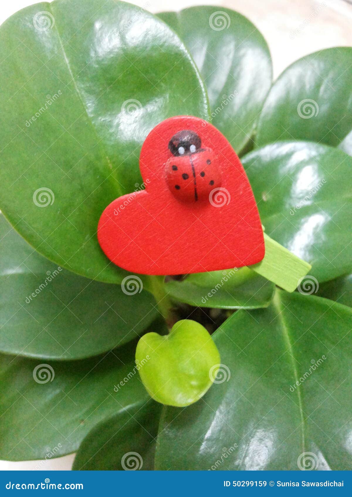 Bug heart on plant stock image. Image of leaf, heart - 50299159