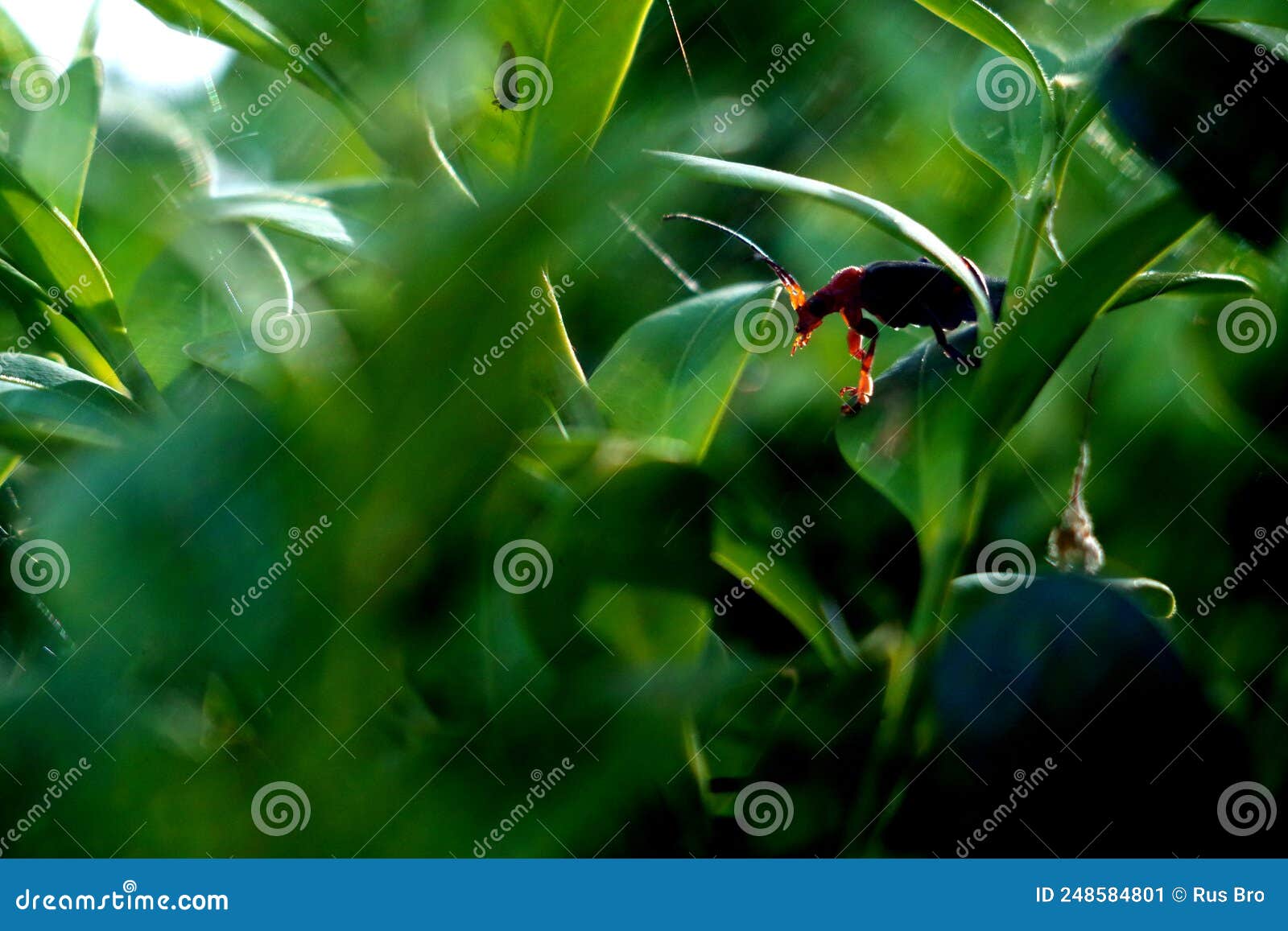 Hide from the rain in leaf stock image. Image of ladybug - 248584801