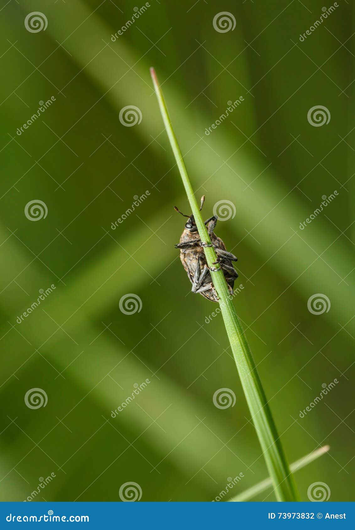 Bug hide behind grass stock photo. Image of gray, snout - 73973832
