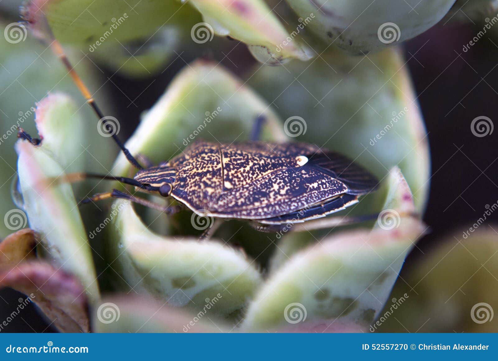 Bug hiding stock photo. Image of nature, plant, insect - 52557270