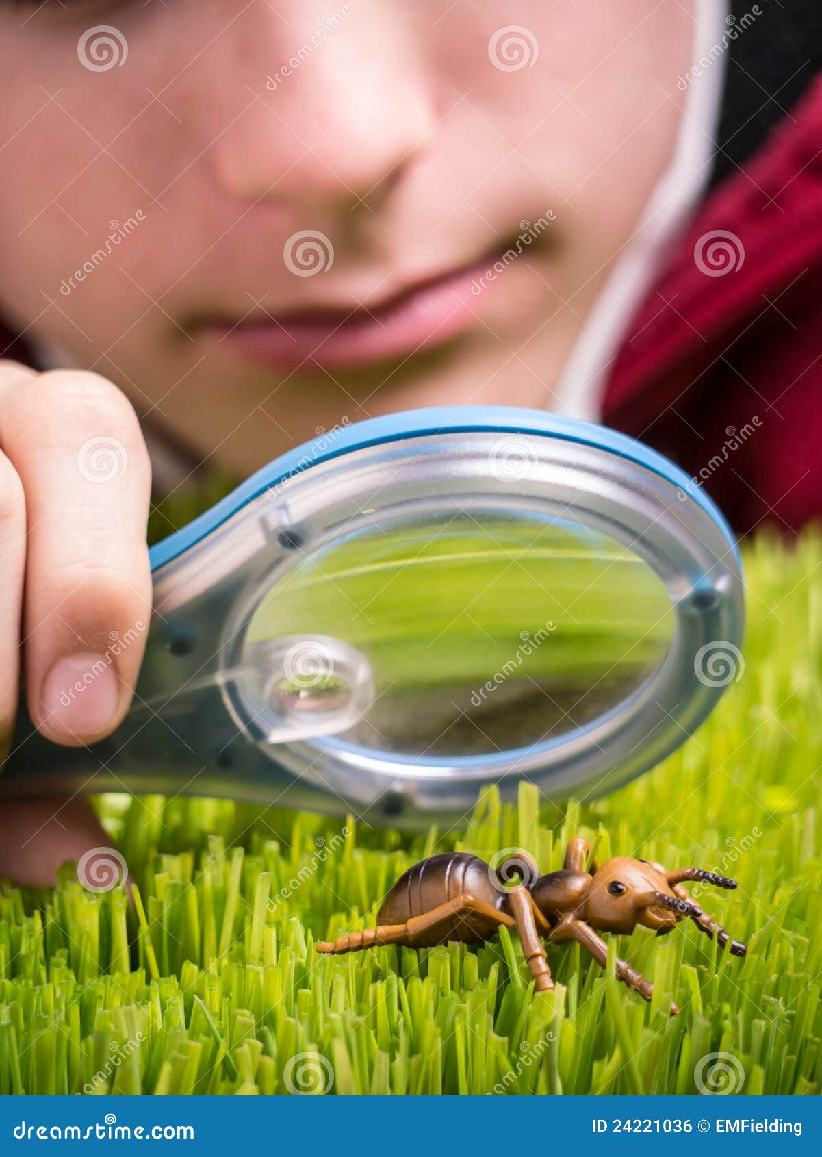 Bug Hunt stock photo. Image of studying, observing, science - 24221036