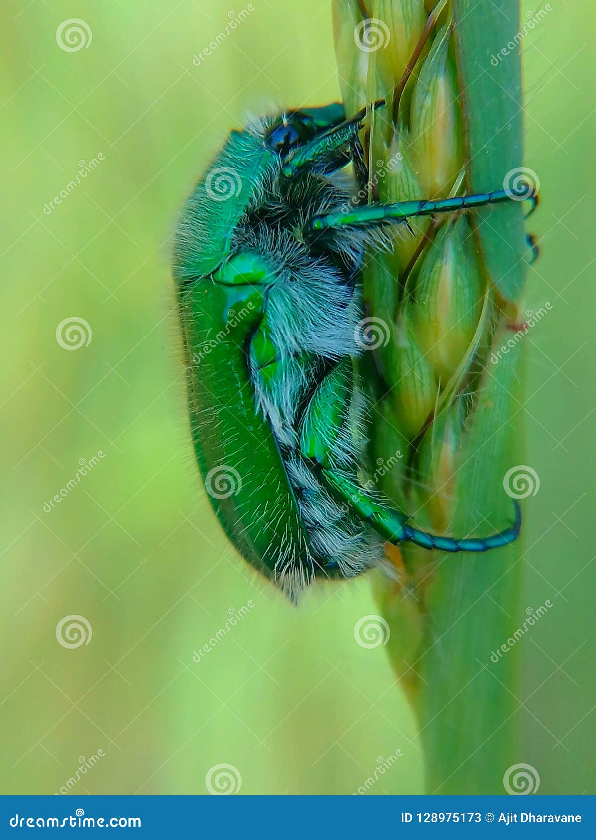 Green june beetle stock image. Image of insect, water - 128975173