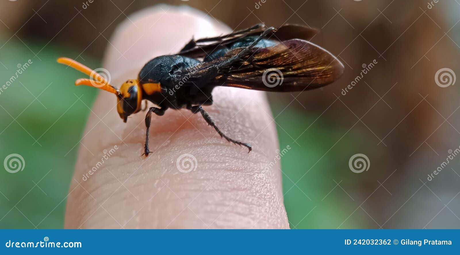 A bug on an index finger stock photo. Image of macro - 242032362