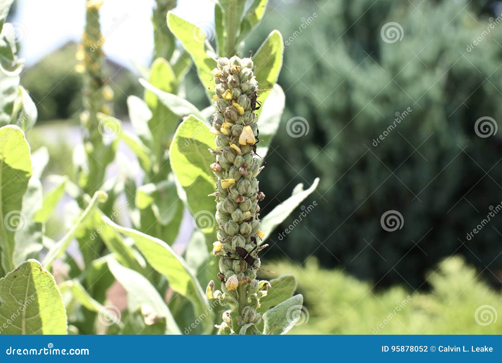 Bug Infested Plant stock photo. Image of seedling, bush - 95878052