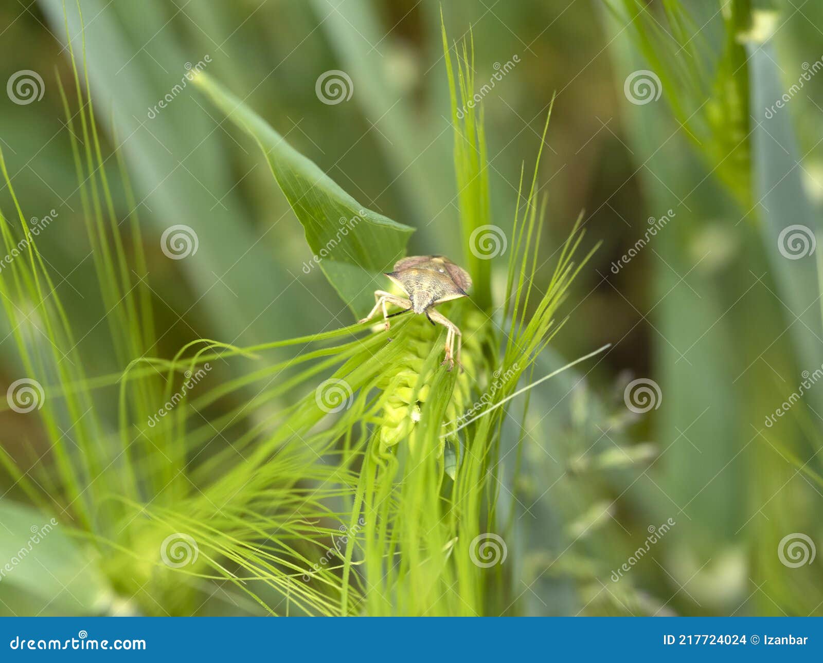 Bug Insect on Green Wheat Field Spike Stock Photo - Image of farming ...