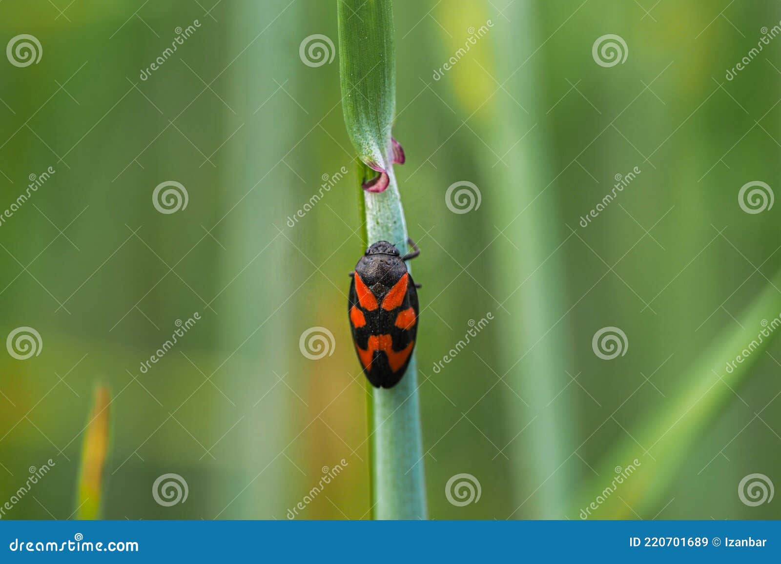 Bug Insect on Green Wheat Field Spike Stock Image - Image of food ...