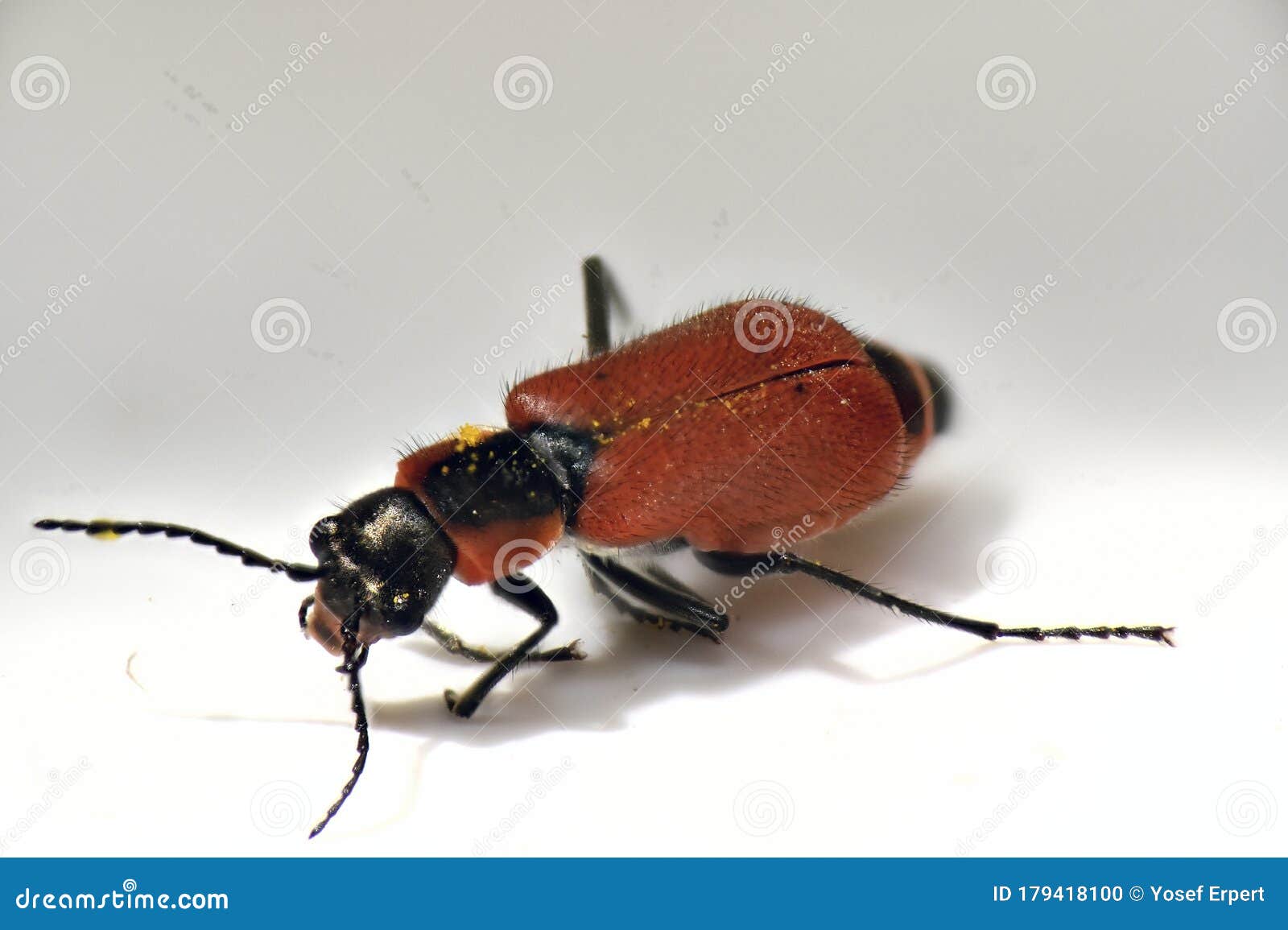 Bug Insect with a Hard Red Elytra Stock Photo - Image of hexapod, white ...