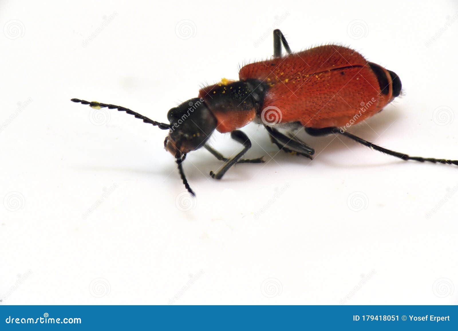 Bug Insect with a Hard Red Elytra Stock Image - Image of hard, flier ...